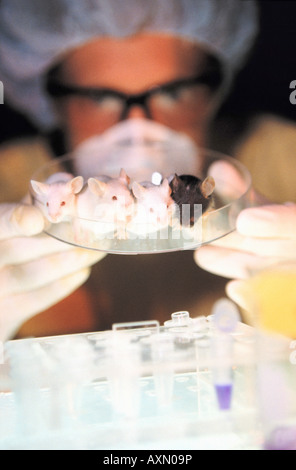 . Biology of the laboratory mouse. Mice as laboratory animals; Mice ...