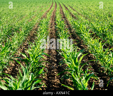 Green corn maize field in early stage Stock Photo - Alamy