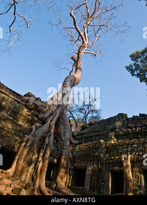 Trees growing out of Ta Prohm temple, Angkor Wat in Cambodia Stock ...