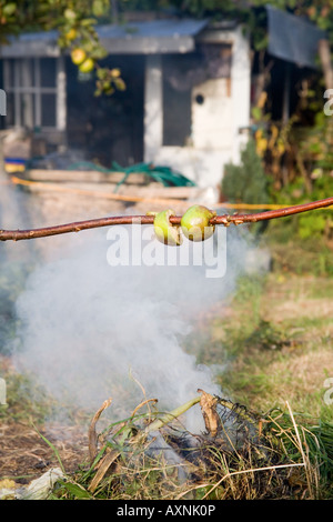 Apples cooking on barbecue fire Stock Photo - Alamy