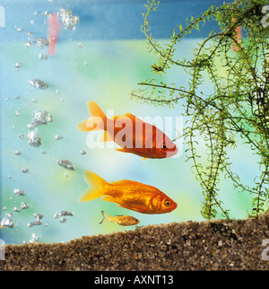 goldfish with cub / Carassius auratus Stock Photo - Alamy