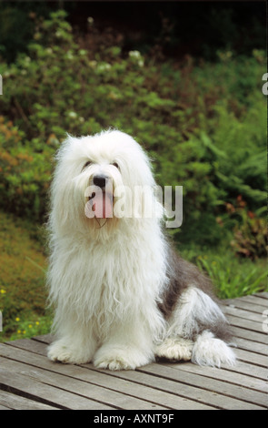 Bobtail dog - sitting Stock Photo - Alamy