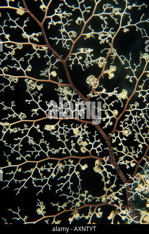 Basket star (Astroboa nuda) on a reef. Basket stars are a species of ...