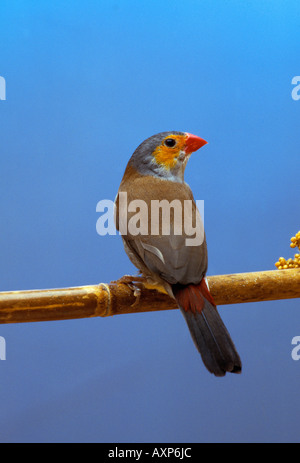 Vertical shot of a finch perched on a tree branch Stock Photo - Alamy