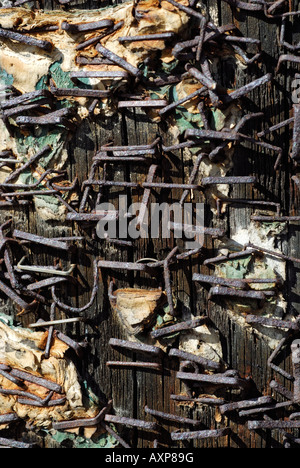 "rusty staples in telephone pole Stock Photo - Alamy