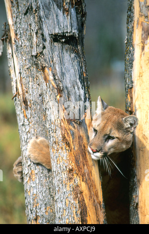 Cougar, cougars, silver lion, silver lions, mountain lion, mountain ...
