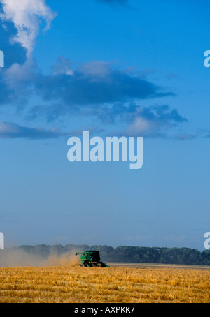 Harvest of wheat by using combine and tractor in summer in France Stock ...