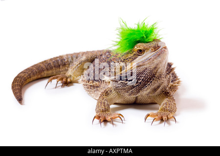Bearded Dragon lizard with mohawk Stock Photo - Alamy