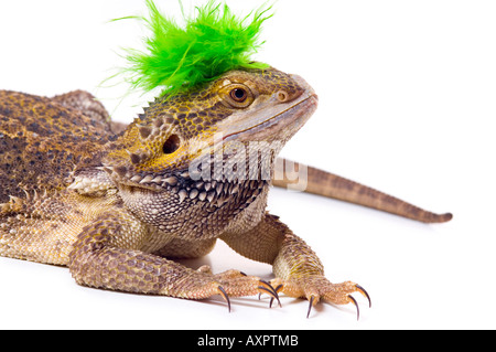 Bearded Dragon lizard with mohawk Stock Photo - Alamy