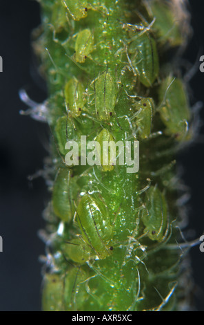 Mint aphids (Ovatus crataegarius) adult & juveniles on mint (Mentha sp ...