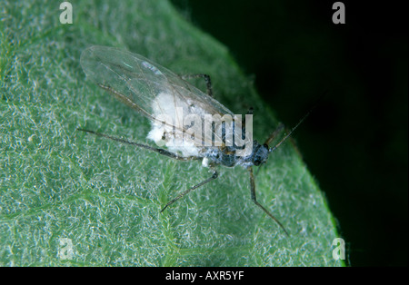 LARGE WILLOW APHID (Tuberolachnus salignus) MASSING ON WILLOW BRANCH ...