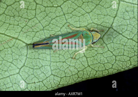 Rhododendron leafhopper (Graphocephala fennahi) adult on a rhododendron ...