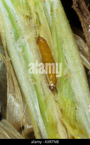 Gout fly (Chlorops pumilionis) pupa in a damaged wheat stem base Stock ...