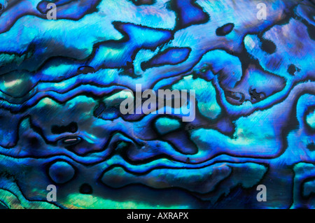 Paua Shell Abalone Stock Photo - Alamy