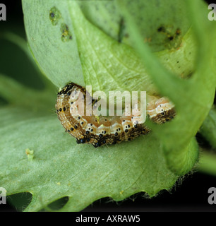 A tobacco budworm larva / caterpillar (Heliothis virescens) feeding on ...