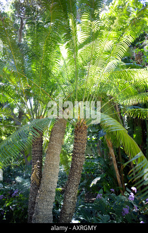 Cycas circinalis L. or Sago Palm, Queen sago, Fern Palm, Queen Sago ...