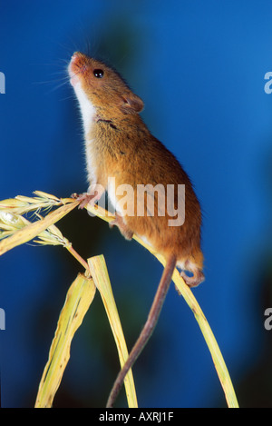 haeromys spp. / pygmy tree mouse Stock Photo - Alamy