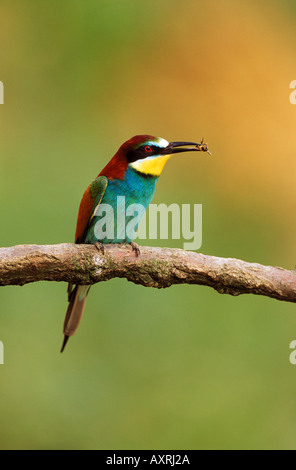 Bee-eater, Merops apiaster, animals, birds, family of rollers, perch ...