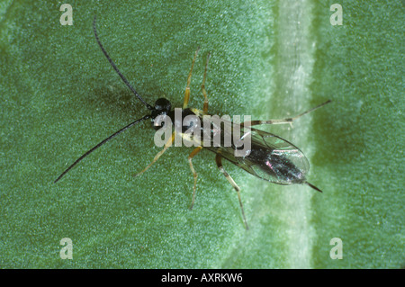Ichneumonid wasp (Diadegma semiclausum) parasitoid of diamond back moth ...