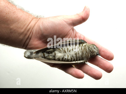 dead bronze wing cuckoo in hand Stock Photo - Alamy