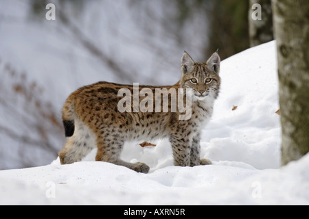 Junger Luchs an Beute juvenil lynx at booty Stock Photo - Alamy