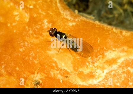 Adult Carrot root fly, Chamaepsila rosae called also Psila rosa. Side ...