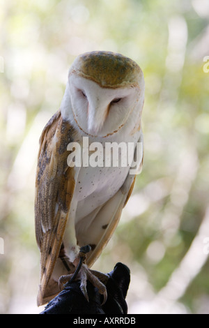 Distinctive face of the Common Barn Owl Tito alba Stock Photo - Alamy