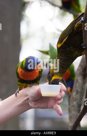 green bird parrot drinking and eating something Stock Photo - Alamy