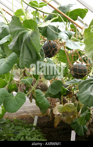 . MELON JENNY LIND GROWING IN A GREENHOUSE. CORNWALL ENGLAND Stock ...