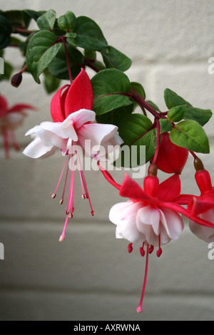 Trailing fuchsia Swingtime flower Stock Photo - Alamy
