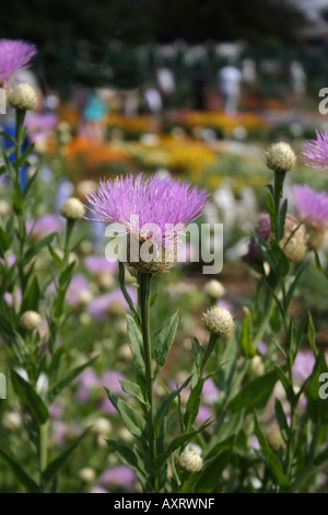 Purple thistle sweet sultan flower Stock Photo - Alamy