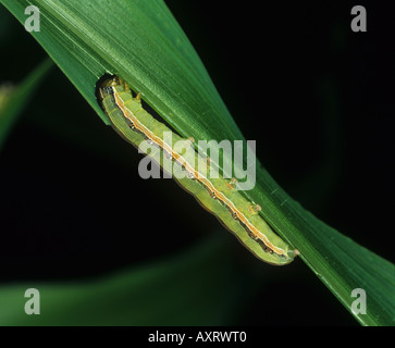 African armyworm Spodoptera exempta feeding on damaged maize leaf Stock ...