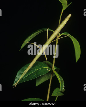 Indian stick insect, laboratory stick insect (Carausius morosus), mal ...