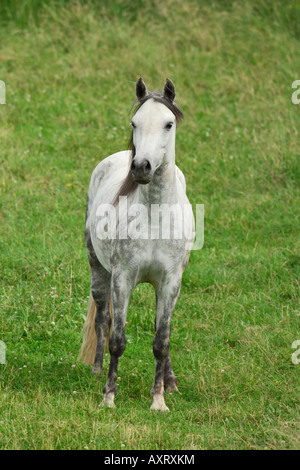 A grey Connemara horse standing in a wheat field eating Stock Photo - Alamy