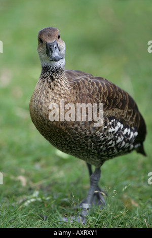 Black-billed/Cuban/ Tree Duck/Whistling Duck- Dendrocygna arborea ...