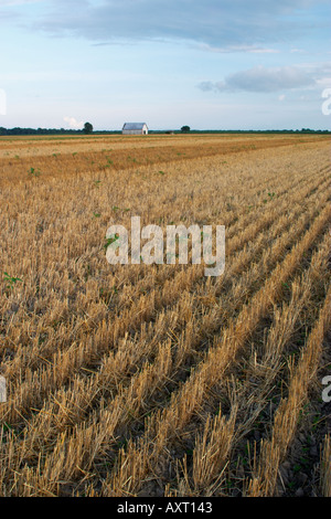 Crop row on Kansas farm United States Stock Photo - Alamy