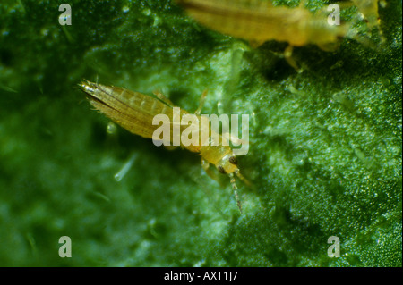 Photomicrograph of a Tobacco thrip Thrips tabaci nymph on cotton leaf ...
