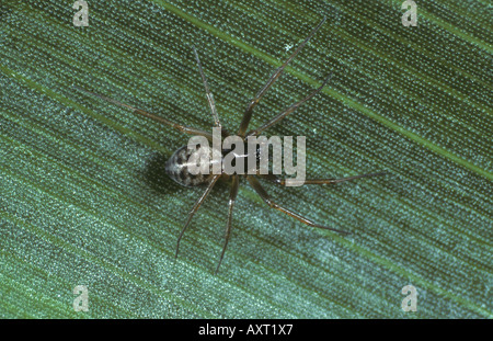 A linyphiid spider Lepthyphantes tenuis adult money spider Stock Photo ...