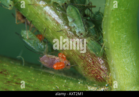 Velvet mite (Allothrombidium fuliginosum) immature nymph attacking an ...