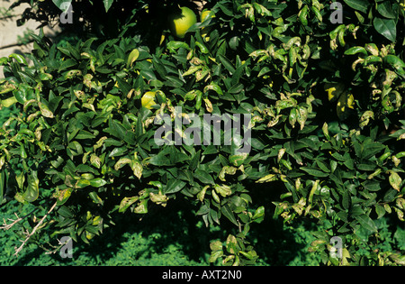 Citrus Leafminer damage to Lemon Tree Leaves and Orange Stock Photo - Alamy