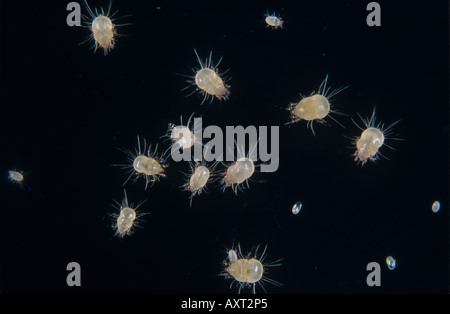 House dust mite Glycyphagus domesticus mites Stock Photo - Alamy