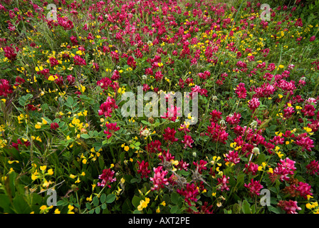 Purple Milk-vetch (Astragalus danicus Stock Photo - Alamy