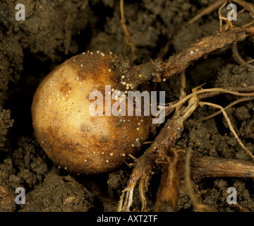 Pale or yellow potato cyst nematode (Heterodera pallida) cysts on a ...