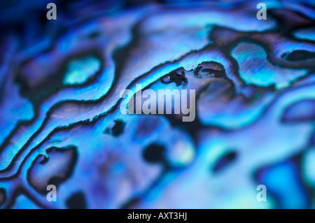 Paua Shell Abalone Stock Photo - Alamy