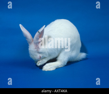 White laboratory rabbit New Zealand white used in toxicology studies ...