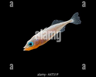 three spined stickleback male in breeding condition black background ...