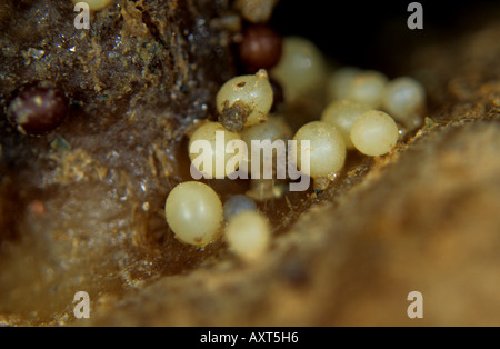Pale or yellow potato cyst nematode Heterodera pallida cysts on a young ...