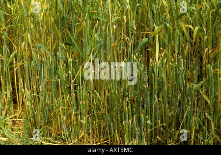 Rabbit damage to a wheat crop Stock Photo - Alamy
