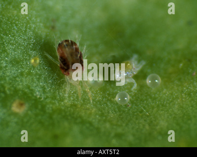 Citrus red spider mite (Panonychus citri) male and female mites on ...