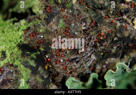 Photomicrograph of overwintering eggs of fruit tree red spider mite ...